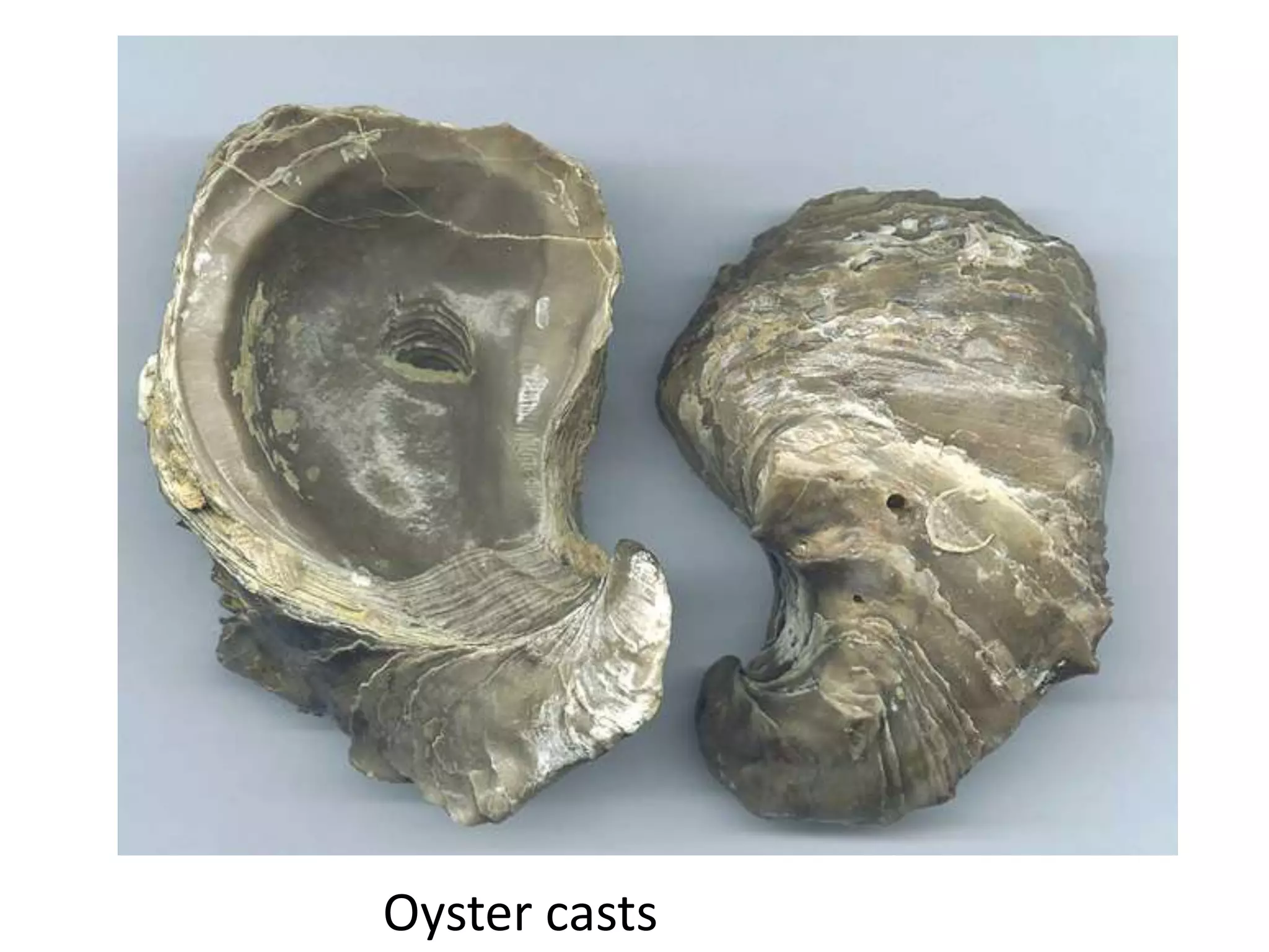 Fossils tell about earth's history (teach) | PPTX