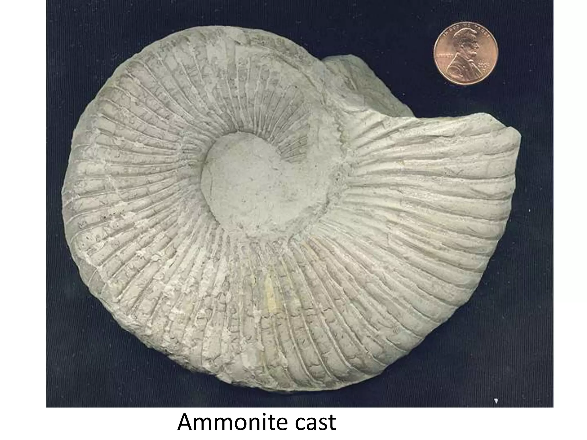 Fossils tell about earth's history (teach) | PPTX | Geography | Science