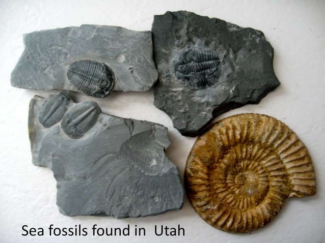 Fossils tell about earth's history (teach) | PPTX | Geography | Science
