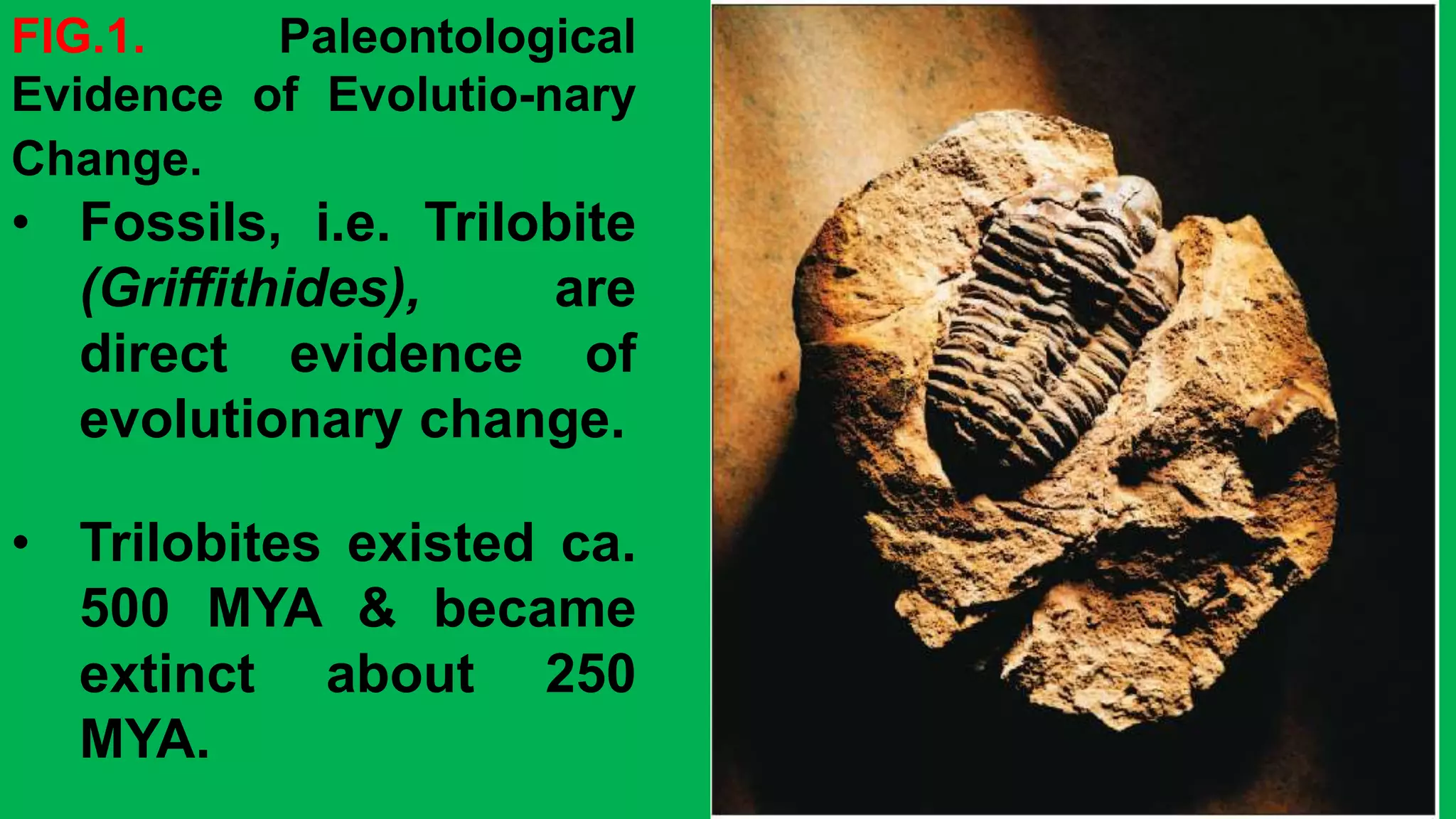Fossils & it's types | PPT