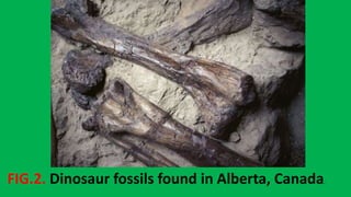 Fossils & it's types | PPTX