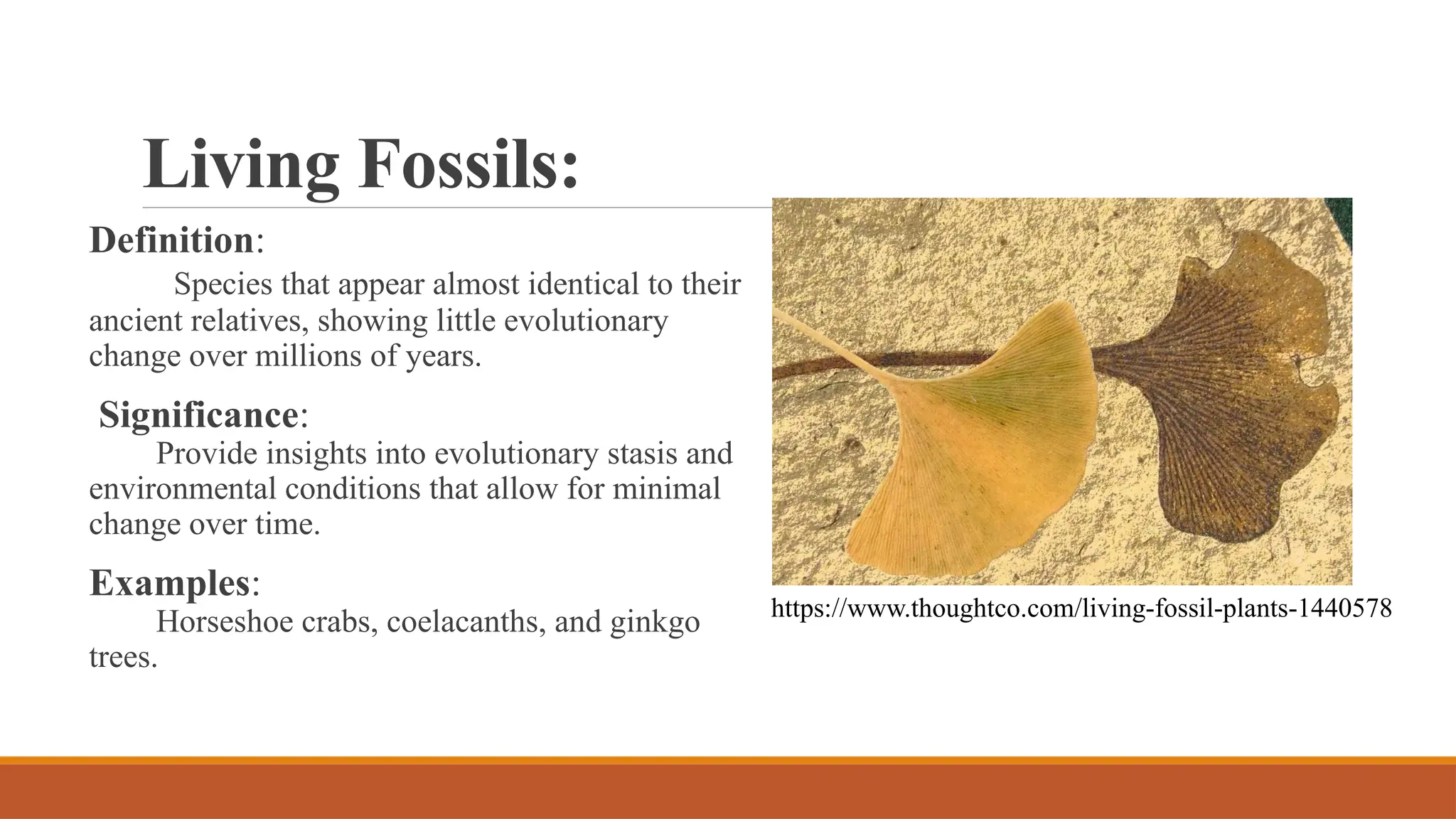 Fossils, types and fossilization by Afrasiyab Ahmed.pptx