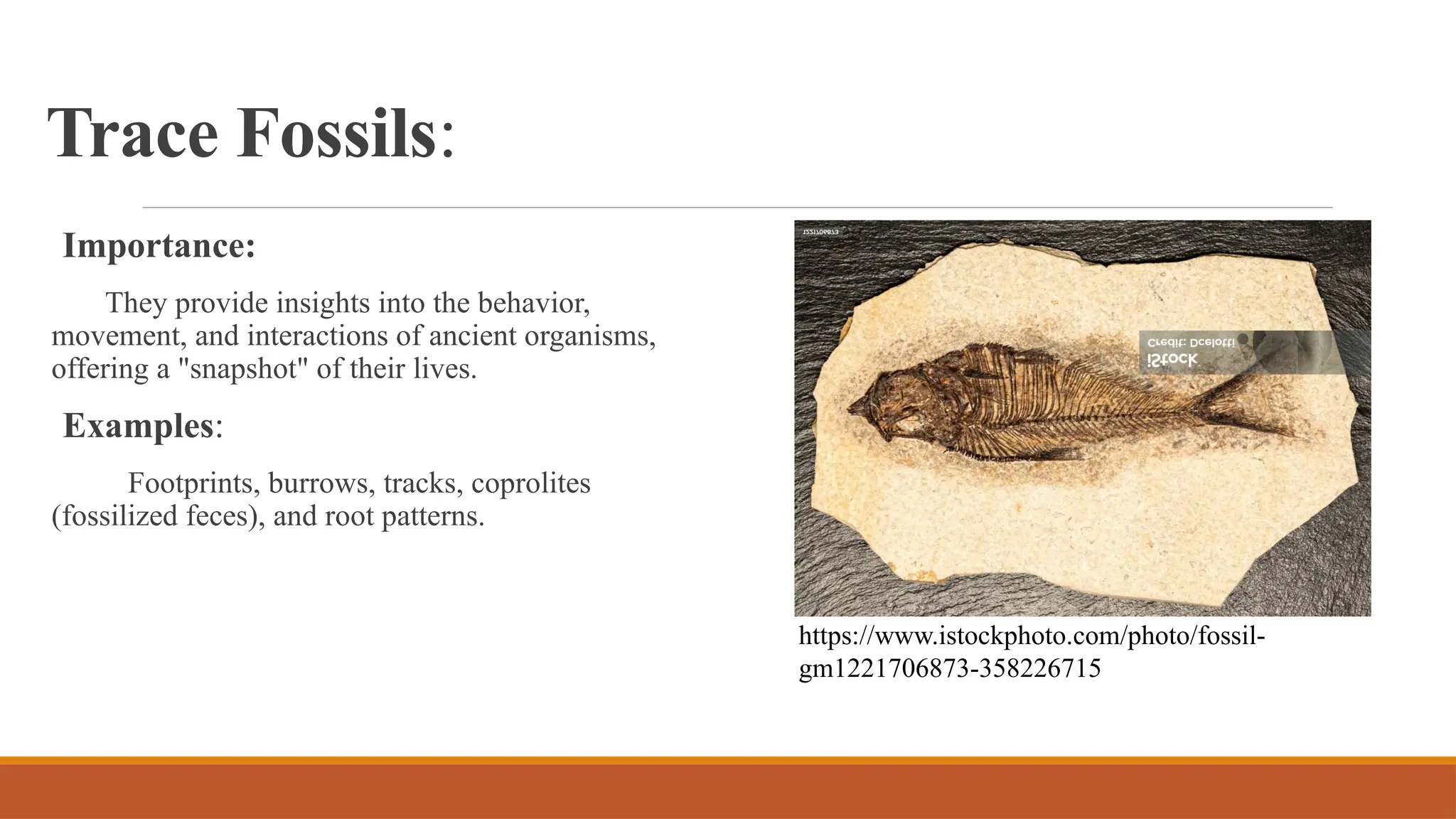 Fossils, types and fossilization by Afrasiyab Ahmed.pptx