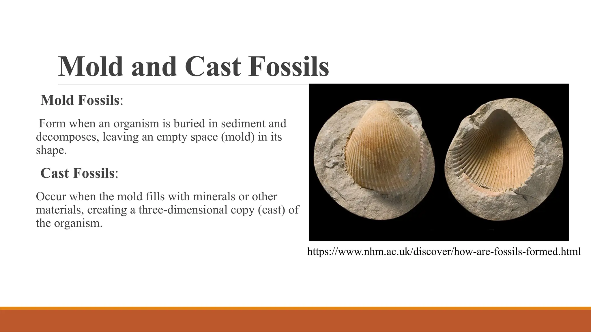 Fossils, types and fossilization by Afrasiyab Ahmed.pptx