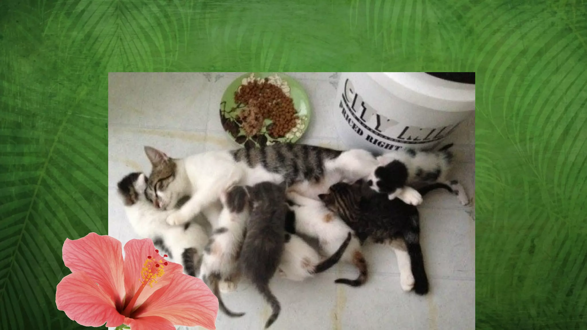 Foster Care Program | PPT