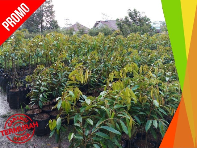 PASTI UNTUNG, WA 0812-2707-5809, Peluang Distributor Bibit Durian Aceh ...