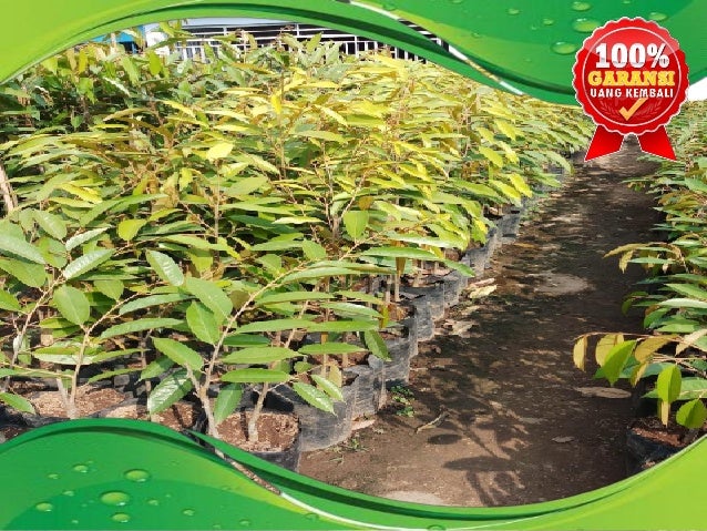 PASTI UNTUNG, WA 0812-2707-5809, Peluang Investasi Bibit Durian Aceh | PDF