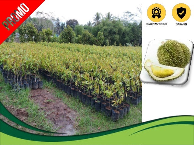 PASTI UNTUNG, WA 0812-2707-5809, Peluang Jadi Distributor Bibit Durian ...