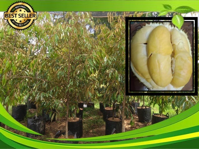 PASTI UNTUNG, WA 0812-2707-5809, Peluang Waralaba Tanaman Bibit Durian ...