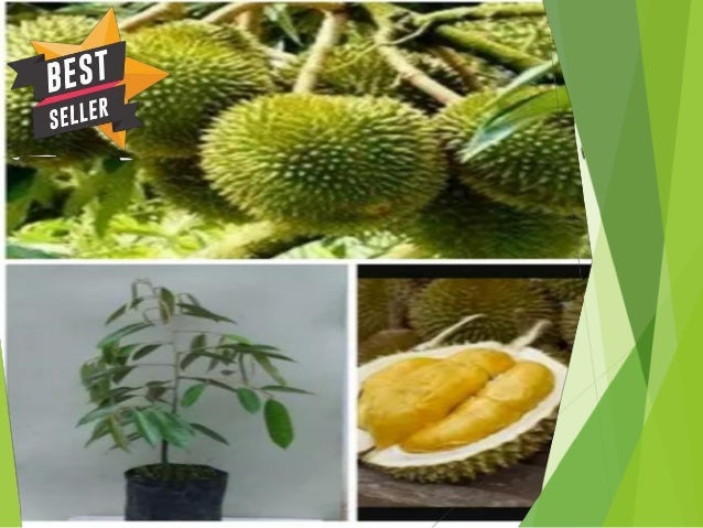 GROSIR, WA 0812-2707-5809, Benih Durian Asfa50 Sidoarjo | PPT