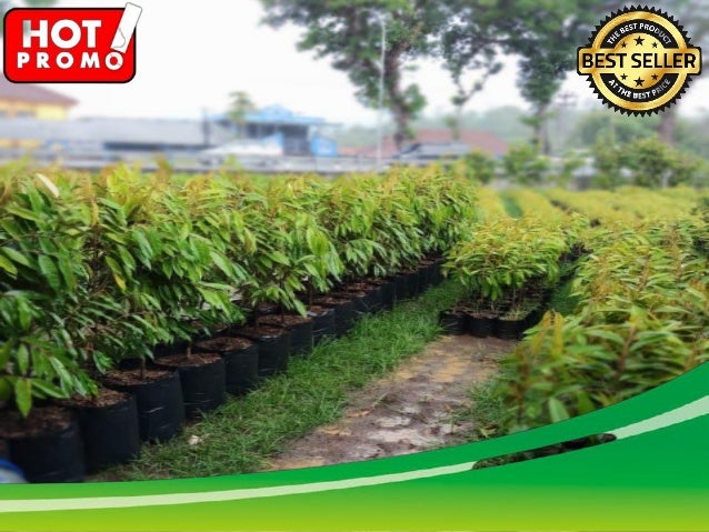GROSIR, WA 0812-2707-5809, Bibit Durian Ochee Asli Sidoarjo | PDF
