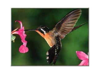 Motion Photography Lecture | PPT | Free Download