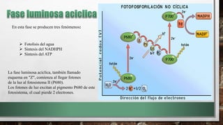 Fotofosforilaciones | PPTX