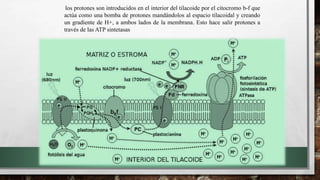 Fotofosforilaciones | PPTX