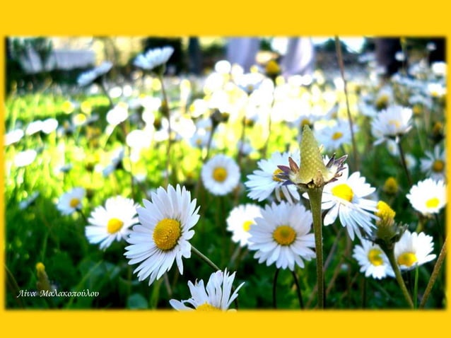 ΤΟ ΠΕΡΙΒΑΛΛΟΝ ΜΕΣΑ ΑΠΟ ΤΑ ΜΑΤΙΑ ΜΑΣ | PPTX