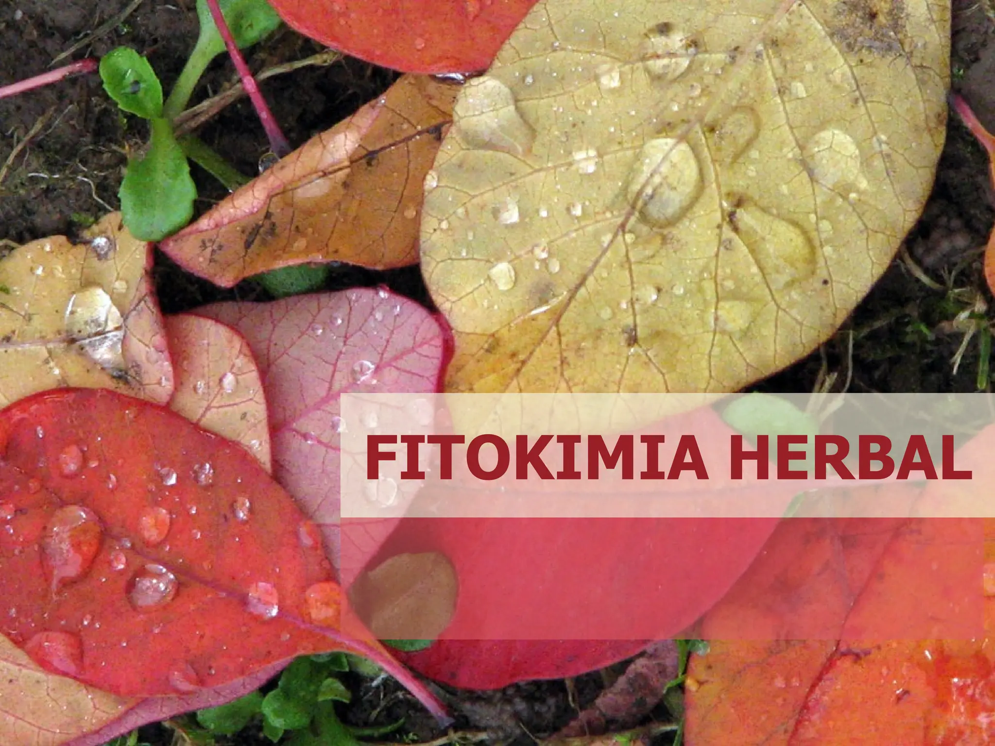 Fotokimia Tanaman Herbal Medicine Indonesia.pdf