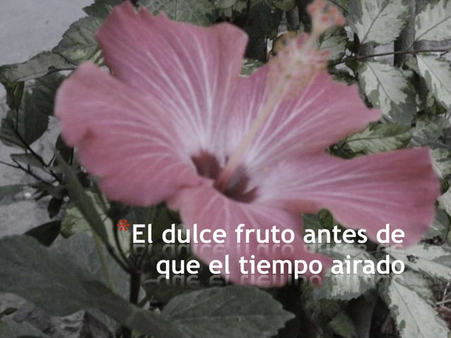 Foto poema Soneto XXIII | PPT