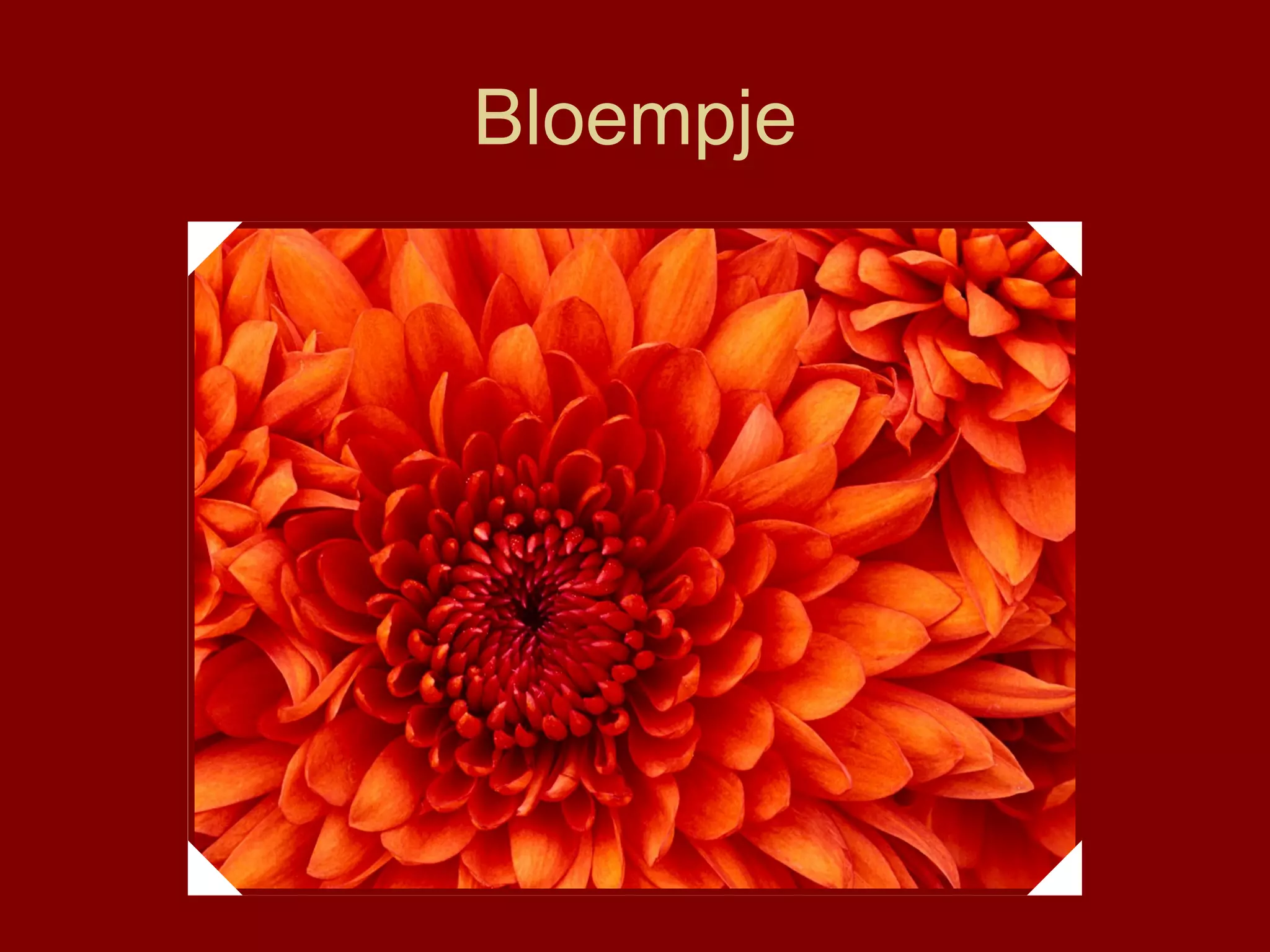 Bib Bornem: Fotopresentatie - voorbeeld | PPT