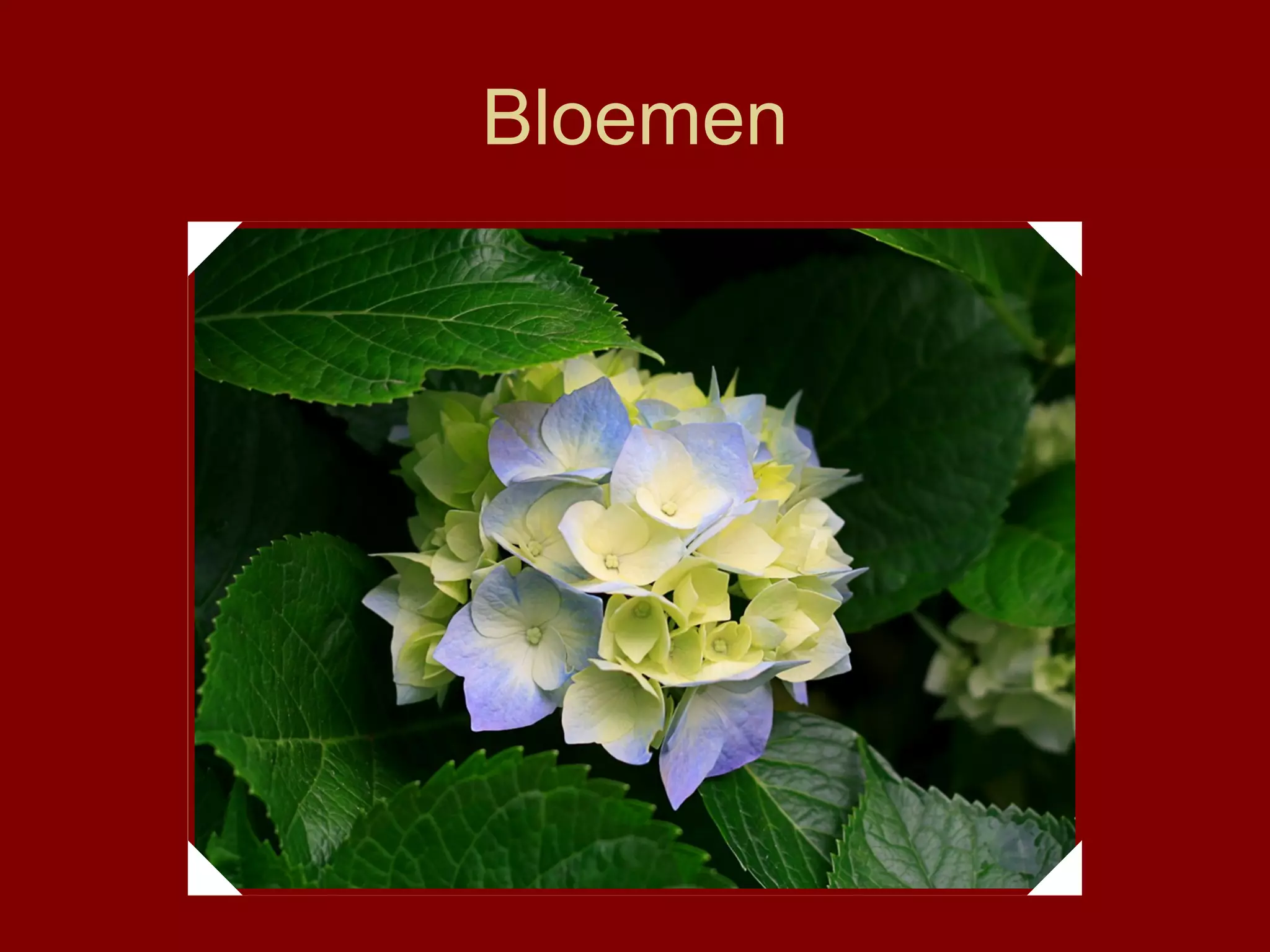 Bib Bornem: Fotopresentatie - voorbeeld | PPT