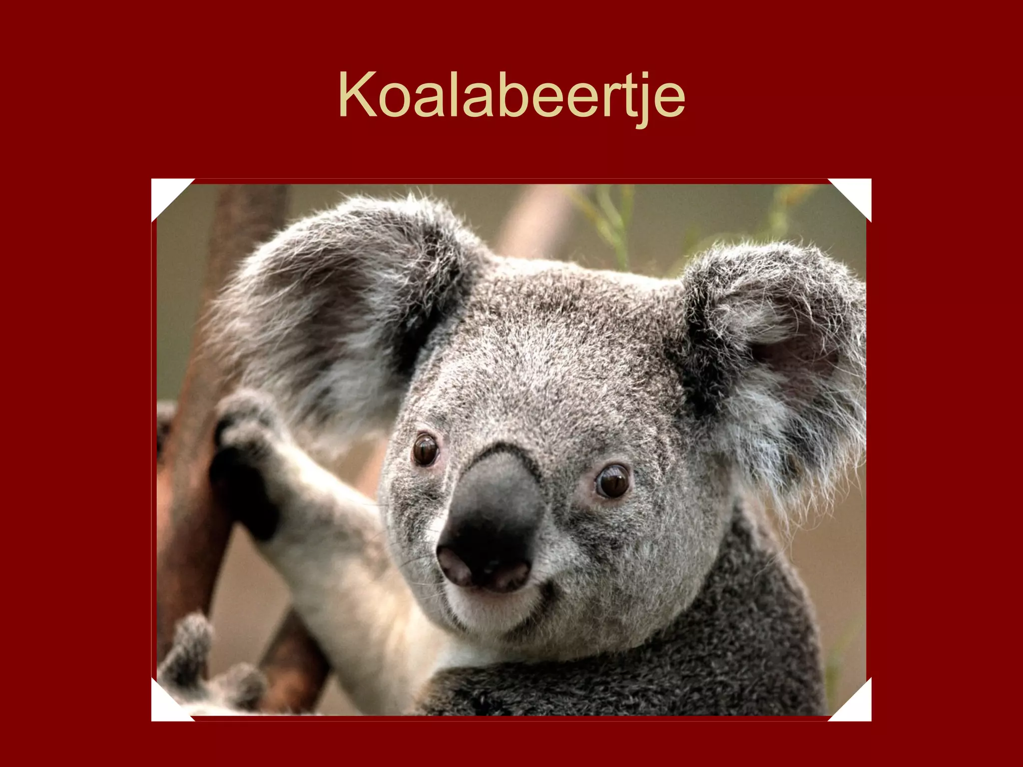 Bib Bornem: Fotopresentatie - voorbeeld | PPT