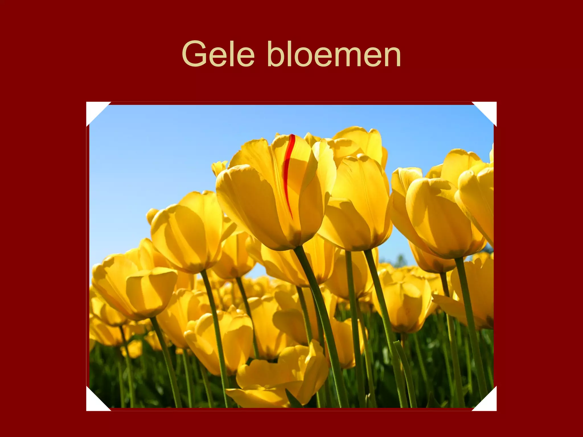 Bib Bornem: Fotopresentatie - voorbeeld | PPT