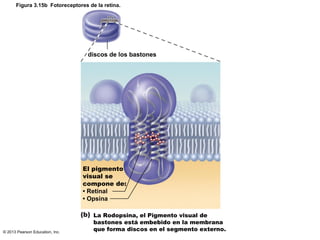 Fotorreceptores y fototransducción. PPT para tercero medio Biología ...
