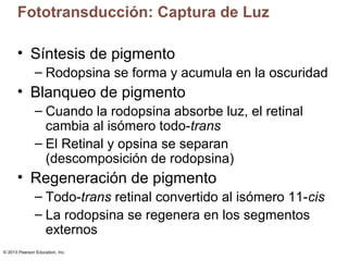 Fotorreceptores y fototransducción. PPT para tercero medio Biología ...