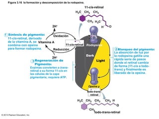 Fotorreceptores y fototransducción. PPT para tercero medio Biología ...