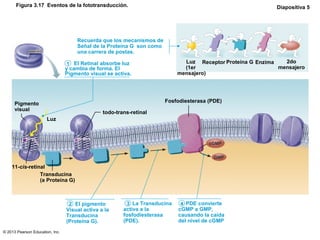 Fotorreceptores y fototransducción. PPT para tercero medio Biología ...