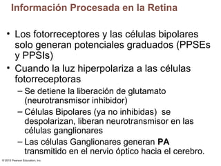 Fotorreceptores y fototransducción. PPT para tercero medio Biología ...