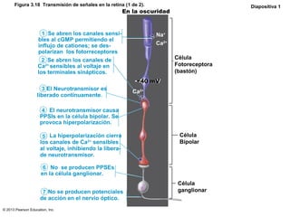 Fotorreceptores y fototransducción. PPT para tercero medio Biología ...