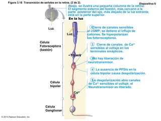 Fotorreceptores y fototransducción. PPT para tercero medio Biología ...