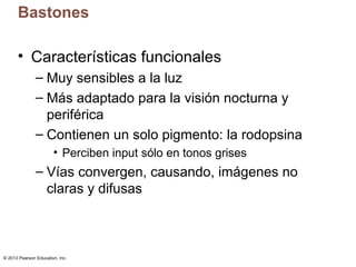 Fotorreceptores y fototransducción. PPT para tercero medio Biología ...