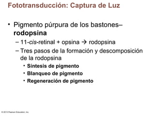 Fotorreceptores y fototransducción. PPT para tercero medio Biología ...