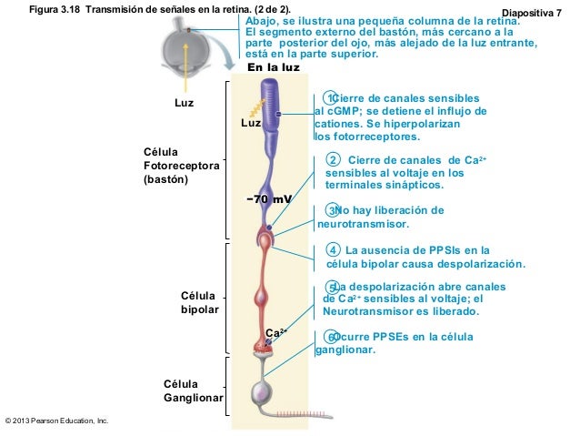 Fotorreceptores y fototransducción. PPT para tercero medio Biología,…