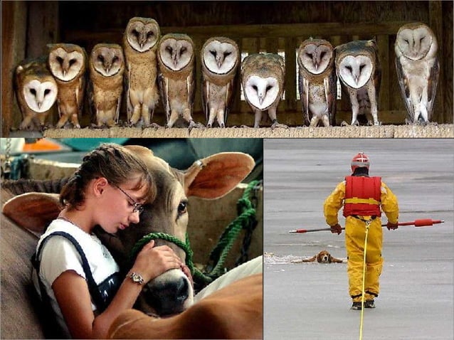 Fotos premiadas fotografia | PPS