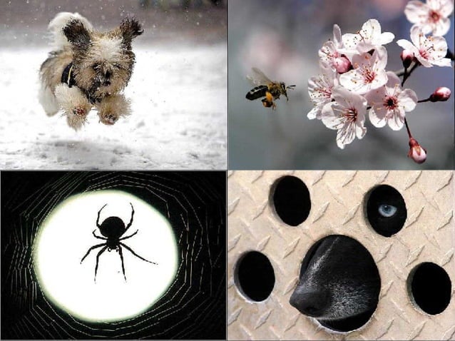 Fotos premiadas fotografia | PPS