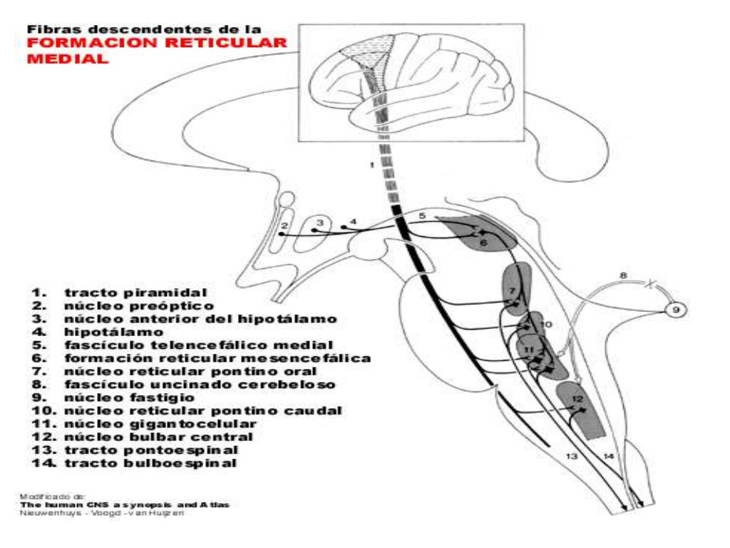 Fotos de formacion_reticular