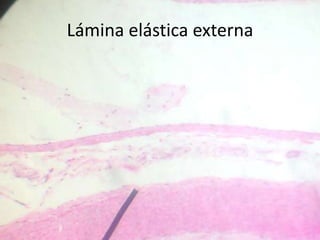 Fotos de histologia cardiovascular | PPTX