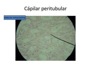 Fotos de histologia urinario | PPTX
