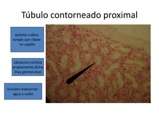 Fotos de histologia urinario | PPTX
