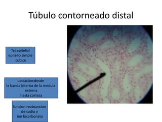 Fotos de histologia urinario | PPTX