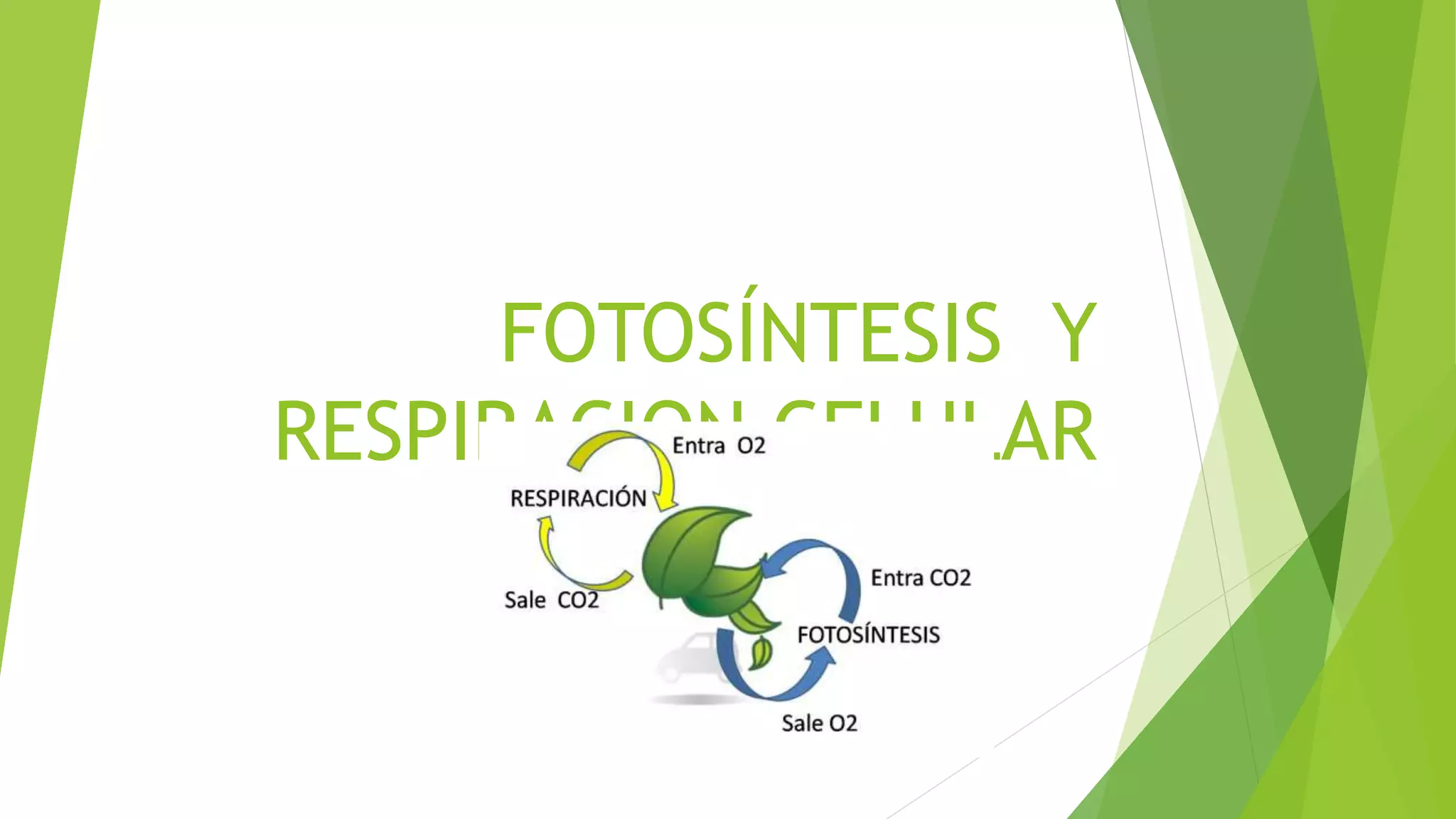 Fotosintesis y respiracion celular | PPTX
