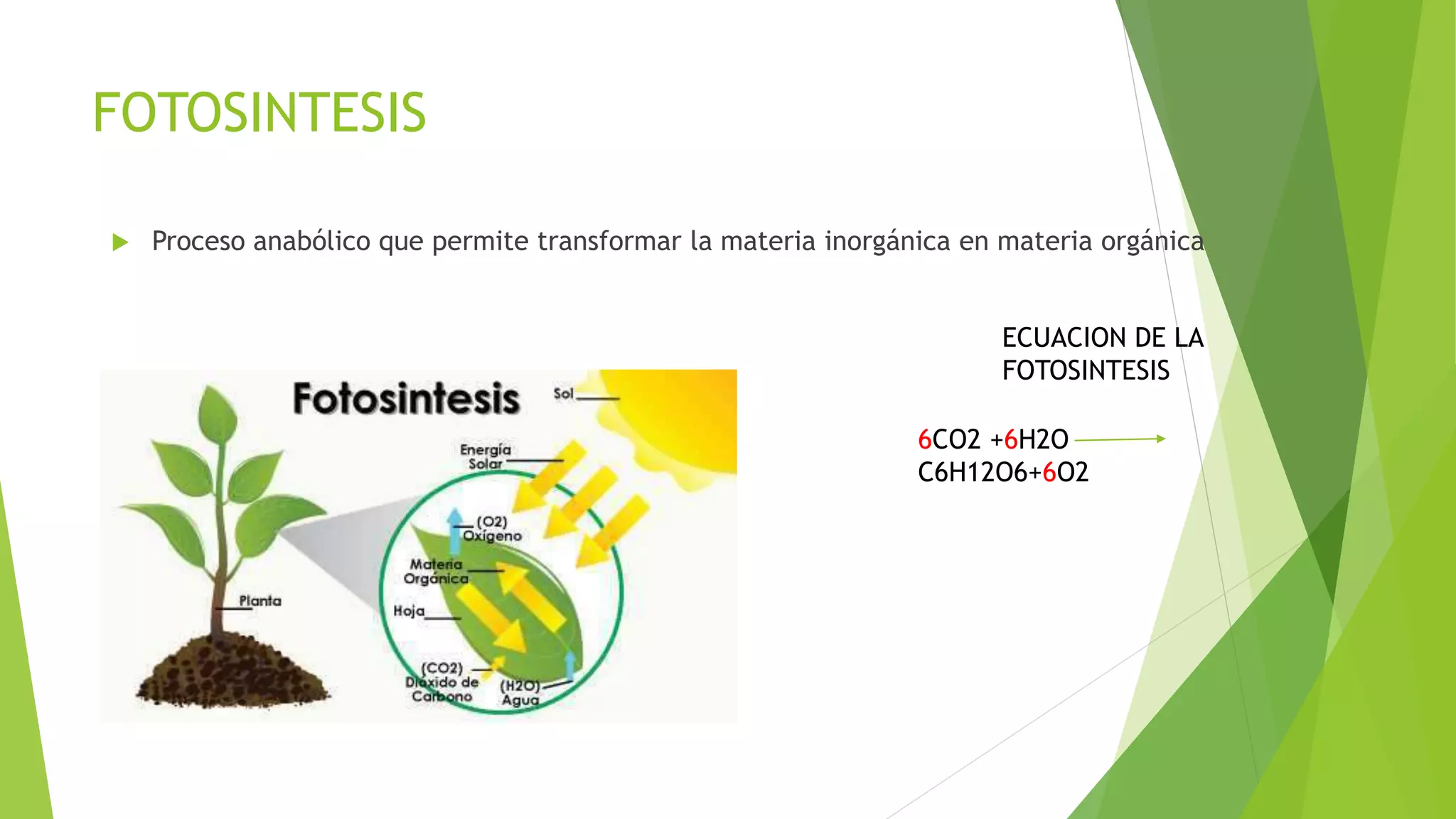 Fotosintesis y respiracion celular | PPTX