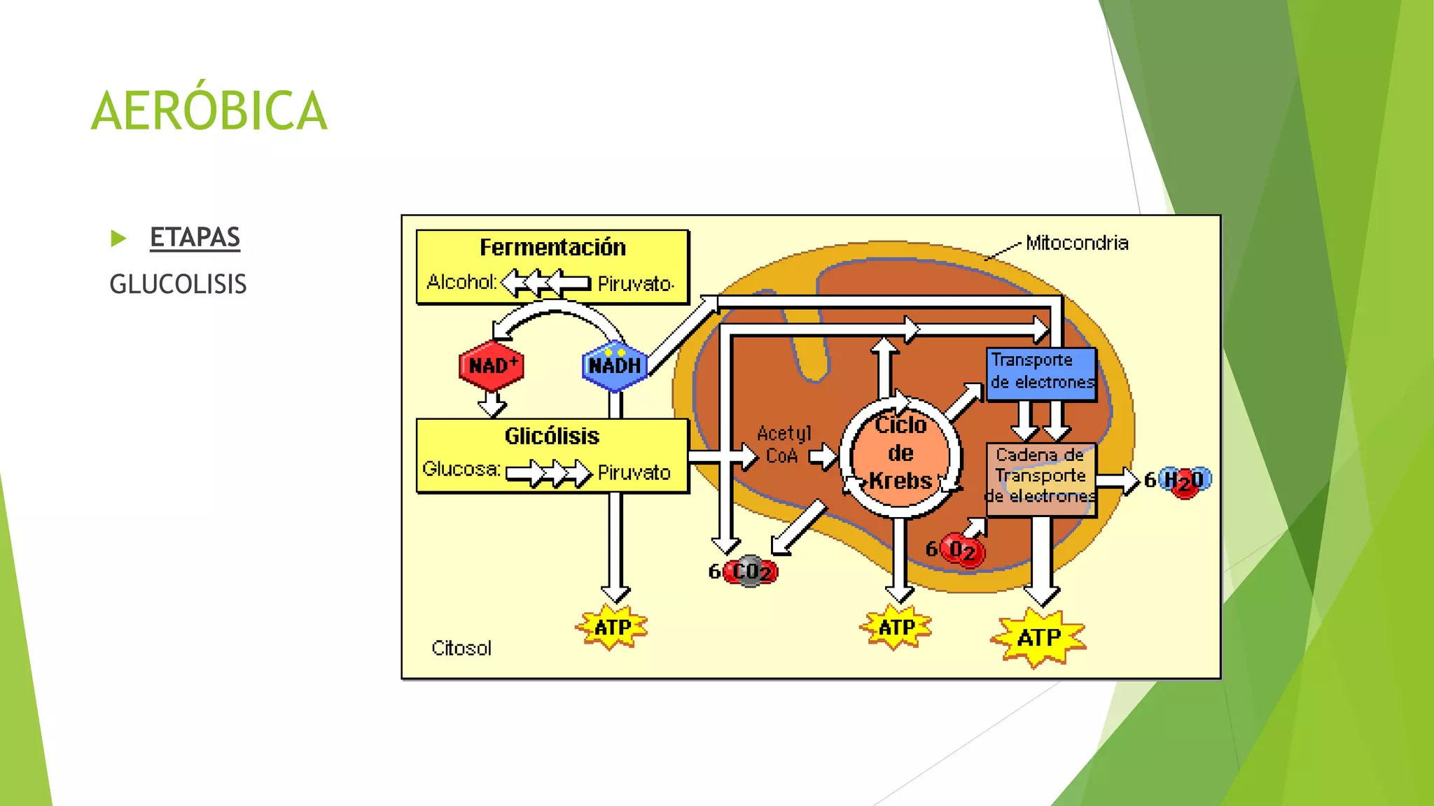 Fotosintesis y respiracion celular | PPTX