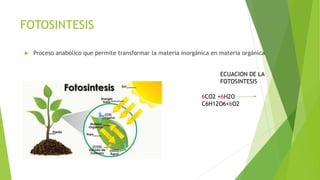 Fotosintesis y respiracion celular | PPTX