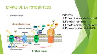 Fotosintesis y respiracion celular | PPTX