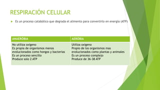 Fotosintesis y respiracion celular | PPTX