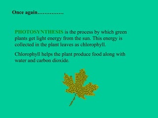 Fotosintesis | PPT