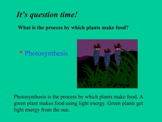 Fotosintesis | PPT | Biological Sciences | Science